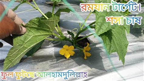 শসা গাছের ফুল ফোটা শুরু হয়েছে আলহামদুলিল্লাহ। রমজান টার্গেট শসা চাষ