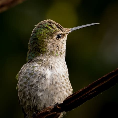 a1 200 600mm 600mm f8 1 250 iso 500 r sonyalpha