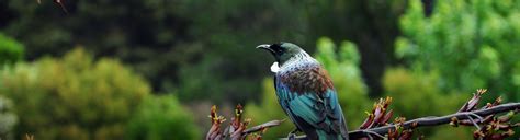 Biosecurity Independent Verification Services