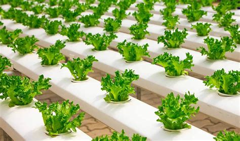 Diy Hydroponics Growing System Crafting Your Own System At Home