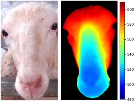 Multi Modality Sheep Face Recognition Based On Deep Learning
