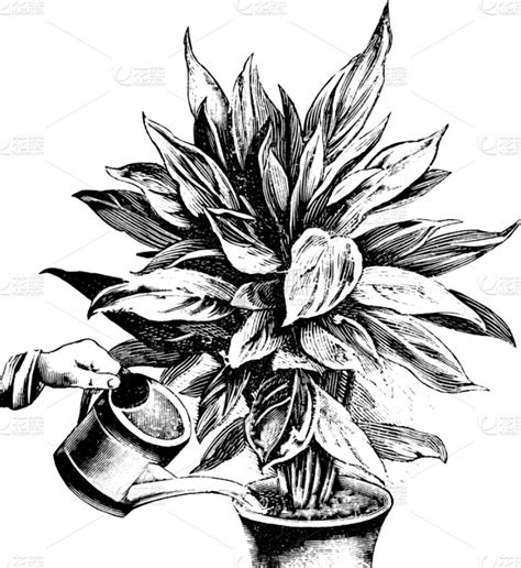 古董雕刻图像线条画绘画插图农业花盆喷壶设备用品拿着植物