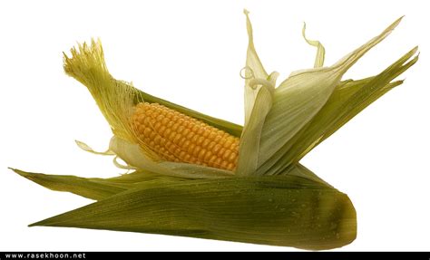 میوه و سبزیجات