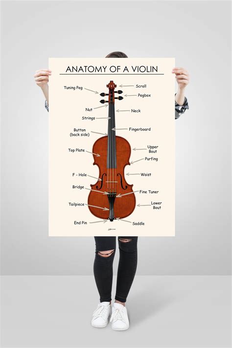 Violin Anatomy Poster Violin Diagram Printable Violin Parts Names Music Teacher Resource