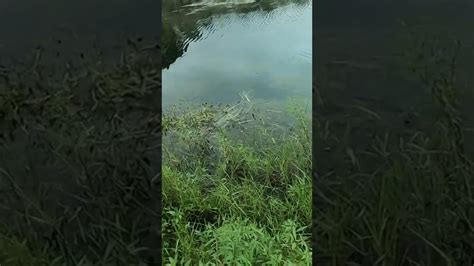 Pond Bank Bass Fishing With A Zoom Fluke Shorts Angler Hq