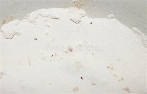 How To Avoid Bugs In The Flour Bed Bugs Sprays