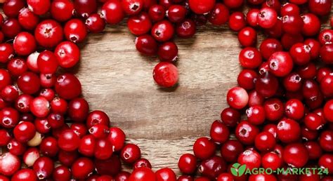 Выращивание клюквы на садовом участке - Agro-Market24