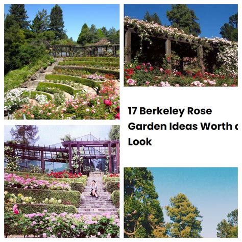 17 Berkeley Rose Garden Ideas Worth A Look Sharonsable
