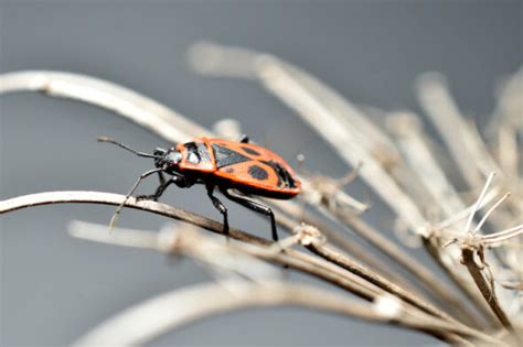 Cimici Rosse E Nere In Casa Ecco Come Eliminarle