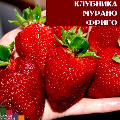 Клубника Мурано, фриго - Продажа саженцев оптом и в розницу