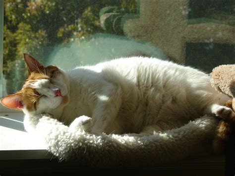 Going On Vacation Never Leave Your Cat Home Alone Artofit