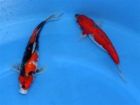 錦鯉 鯉 販売 通販 特価 五色 26cm昭和三色 28cm 2匹セット AG1 198 錦鯉販売 株式会社 鱗うろこ