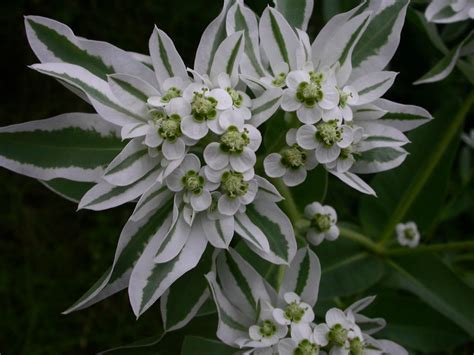 Euphorbia Marginata Euphorbiaceae