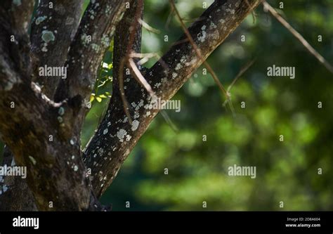 Rainforest Tree Bark Hi Res Stock Photography And Images Alamy