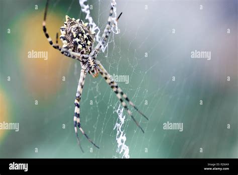 Arachnida Mating Hi Res Stock Photography And Images Alamy