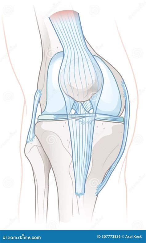 Healthy Knee Joint Anatomy Illustration Anterior View Stock