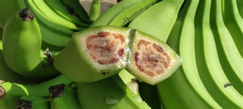 ¿cuál Es La Diferencia Entre El Fusarium Raza 4 Y El Moko Bananero Una