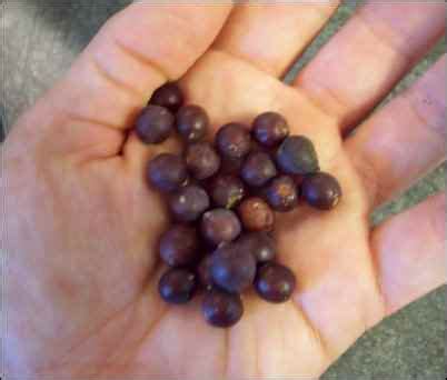 The Humble Hackberry Tree Homestead Org The Humble Hackberry Tree Homestead Org