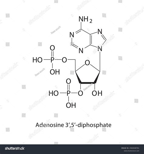 Adenosine 35 Diphosphate Skeletal Structurenucleotidenucleoside
