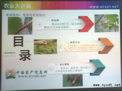 果树嫁接葡萄绿枝嫁接法