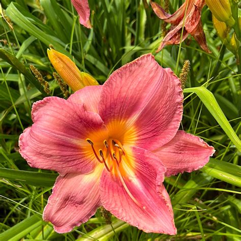 Raspberry Sunshine Perennial Daylily Daylilies On The Prairie