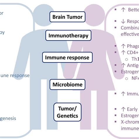 Factors Underlying Sex Differences In Gbm Schematic Depicting