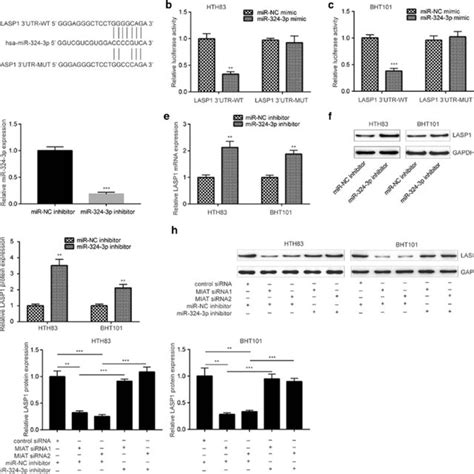 Miat Directly Binds Mir 324 3p In Papillary Thyroid Cancer Cells A