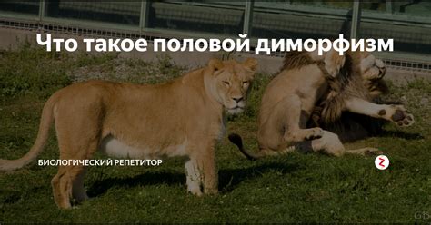 Что такое половой диморфизм Биологический репетитор Дзен