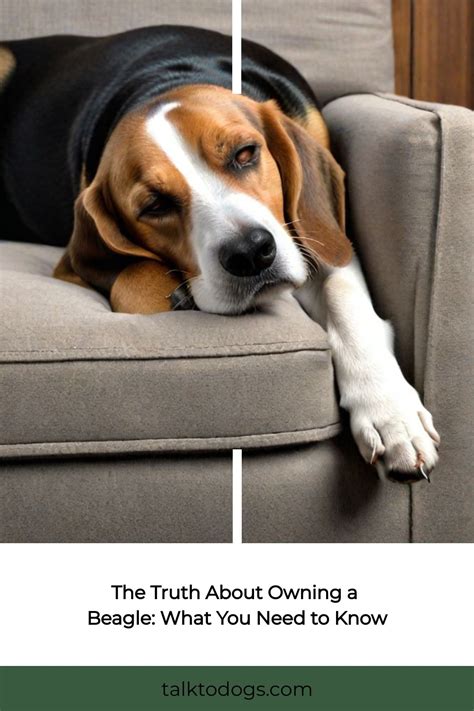 Beagle Vocalizations 10 Fun Facts Sound Effects Artofit