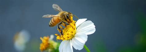 5 Plants That Will Attract Pollinators To Your Garden