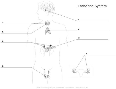 Gcse Biology Aqa 1 9 Hormonal Coordination Diagram Quizlet