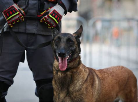 Cães Farejadores Ajudam Nas Buscas Por Desaparecidos Em Sp