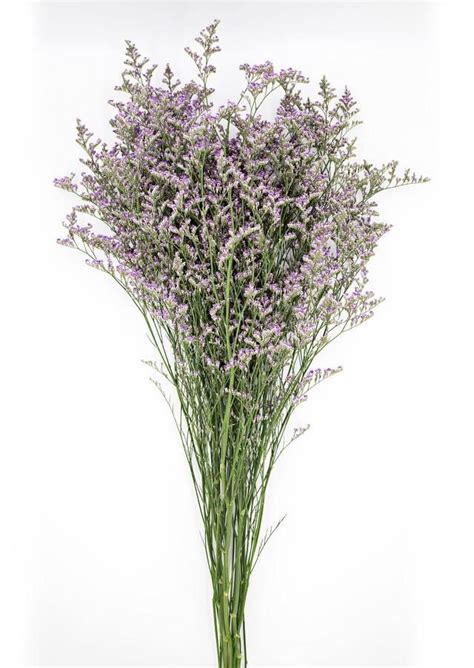 Limonium Bunch Choose Your Color Bulk Bunches