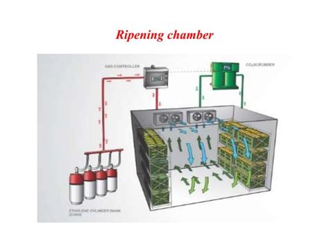 Artificial Ripening Of Fruits Ppt