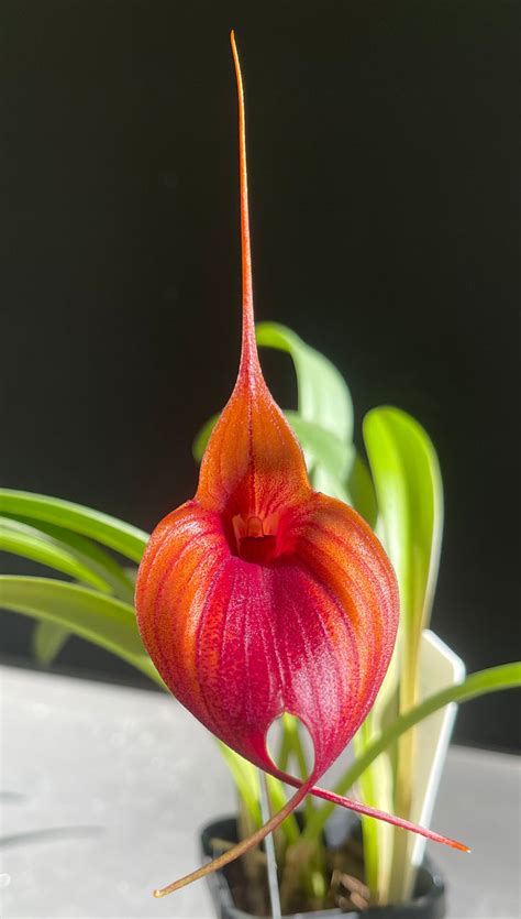 Masdevallia Hybrids Belgrave Orchids