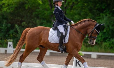 Bellinoxx Sofie Thomsen Team Rider Dressage