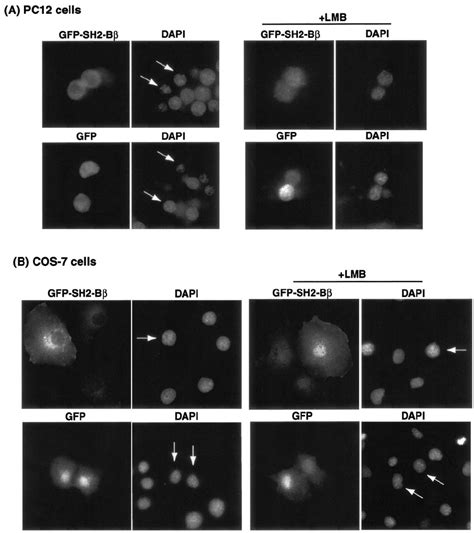 Sh2 B ␤ Shuttles Between The Cytoplasm And Nucleus A Pc12 Cells Were