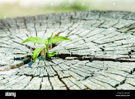 Birth Of A Big Tree Hi Res Stock Photography And Images Alamy