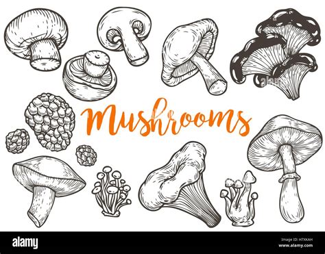 Mushroom Hand Drawn Sketch Vector Illustration Mushroom Shiitake