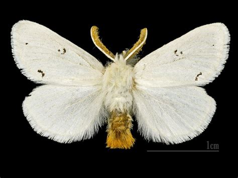 Чудогрядка рф Редкие растения Семена почтой ВКонтакте