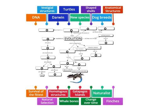 Evolution Concept Map Diagrama Con Etiquetas
