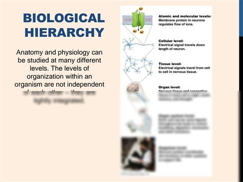 SOLUTION Lecture 16 Cell Hierarchy And Homoeostasis Studypool