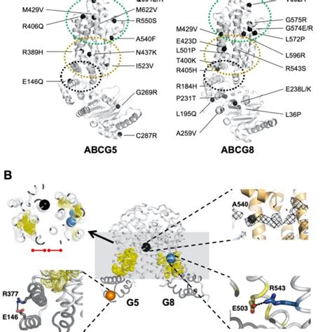 Disease Causing Mutations And Snps In Abcg5g8 Related Polymorphisms Download Scientific
