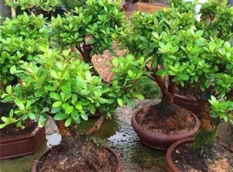 怎么养杜鹃花杜鹃花的养殖方法 工作号