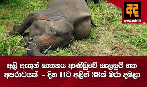 අලි ඇතුන් ඝාතනය ආණ්ඩුව සැලසුම් ගත අපරාධයක් දින 11ට අලින් 38ක් මරා