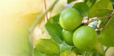 Lemon Jeruk Nipis Jeruk Nipis Hijau Di Pohon Buah Jeruk Nipis Segar Di