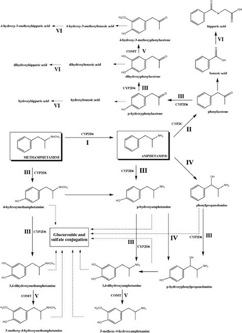 Toxicity Of Amphetamines An Update Springerlink