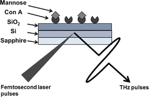 Schematic Of The Sensing Plate Download Scientific Diagram