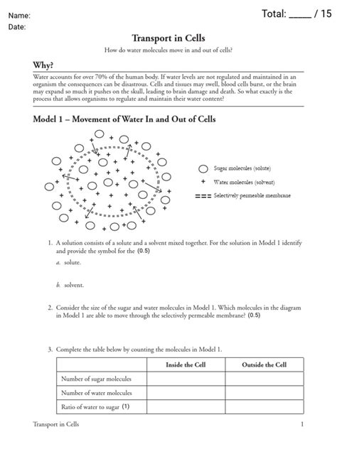 Transport The Biology Corner Worksheets Library