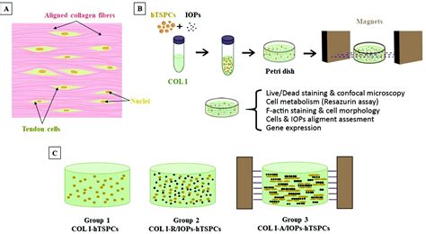 Tendon Diagram Under Microscope Microscope World Blog Tendons Under